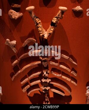 Fossil of an ancient Australopithecus afarensis referred to as Lucy ...