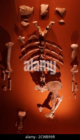 Fossil of an ancient Australopithecus afarensis referred to as Lucy ...