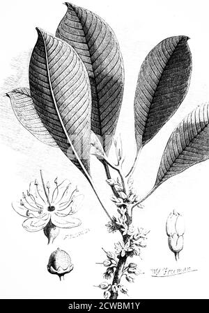 Engraving depicting a twig of a gutta-percha tree showing a flower ...
