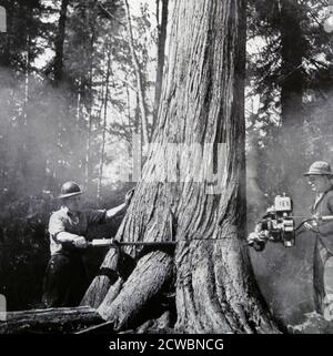 Tree logging in Newfoundland, Canada 1950 Stock Photo - Alamy
