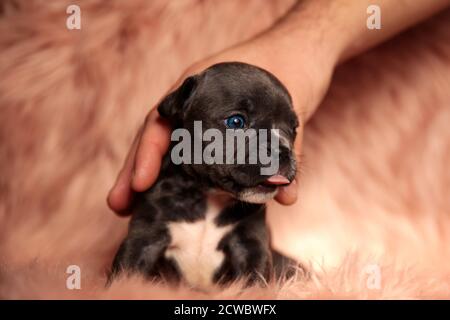 human holding cute american bully on pink fur background Stock Photo ...