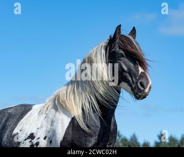 Close-up of gypsy cob horse face and head showing blue wall eye ...