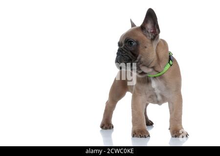 adorable small frenchie wearing collar and looking up side, standing ...