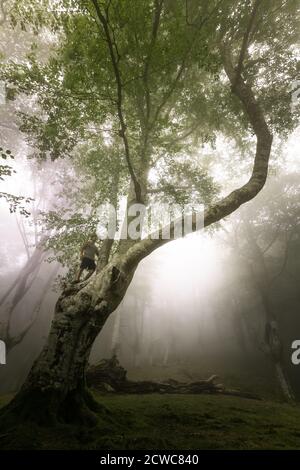 Foggy forest of Artikutza at the Basque mountains Stock Photo - Alamy