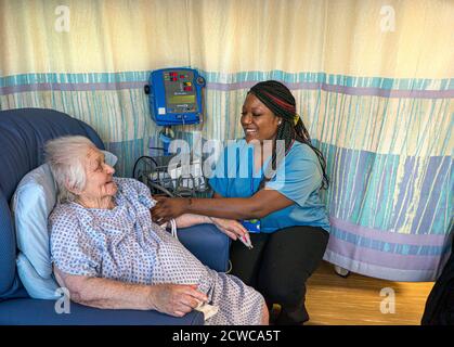 NHS Nurse and elderly senior lady in NHS hospital ward having her blood ...