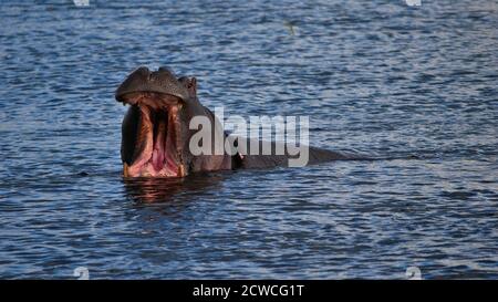 Hippo showing its teeth - Hippopotamus amphibius Stock Photo - Alamy