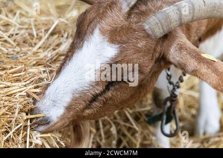 Closeup shot of a cute baby goat on a farm Stock Photo - Alamy