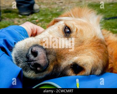 Closeup shot of a Golden retriever Stock Photo - Alamy