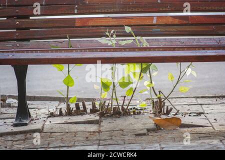 Nature is thriving during Covid-19 lockdown: A plant grows through a ...