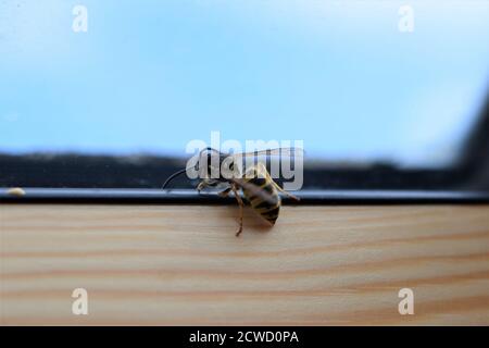 Wasp on the inside of a window frame Stock Photo - Alamy