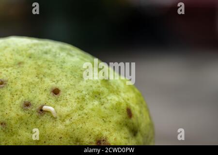A worm pierces a guava fruit. White worm peeks out of rotten guava ...