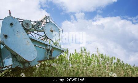 Cbd hemp combine harvester working on field growing cannabis plants ...