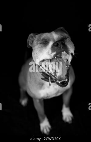 One eyed Pit Bull - black white studio portrait with black background ...