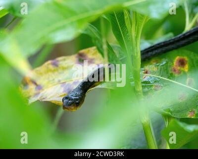 A Common Glossy Racer snake (Drymoluber dichrous) coiled at night in ...
