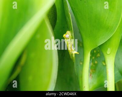 An adult common polkadot treefrog (Hyla punctata), on the Pacaya River ...