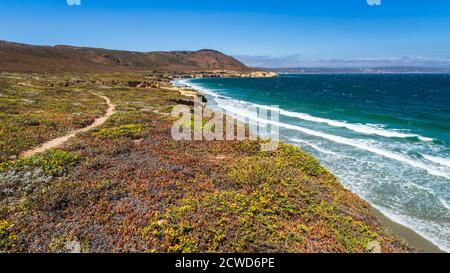 Colorful groundcover on the Skunk Point Trail, Santa Rosa Island ...