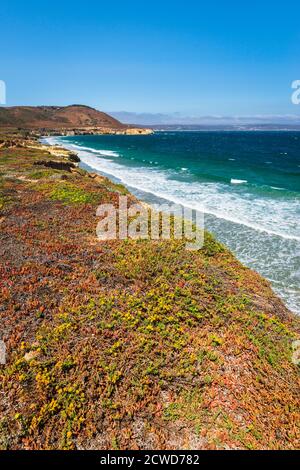 Colorful groundcover at Skunk Point, Santa Rosa Island, Channel Islands ...