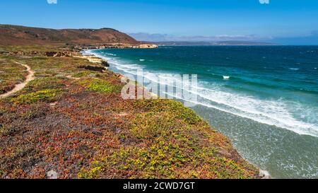 Colorful groundcover on the Skunk Point Trail, Santa Rosa Island ...