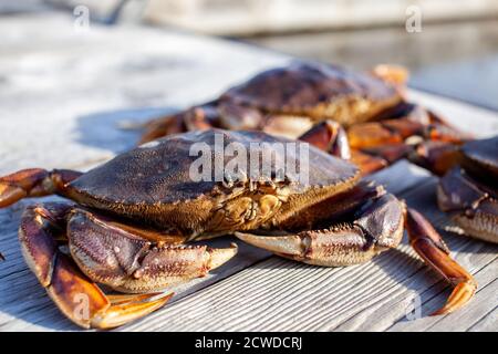 A close up of a male Dungeness crab sitting on a dock with other crabs ...