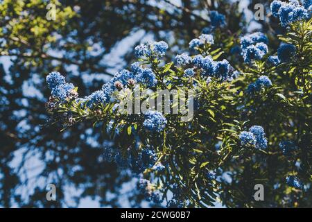 close-up of ceanothus blue pacific tree outdoor in sunny backyard shot ...