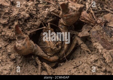 Red swamp crayfish, Procambarus clarkii , Louisiana Stock Photo - Alamy