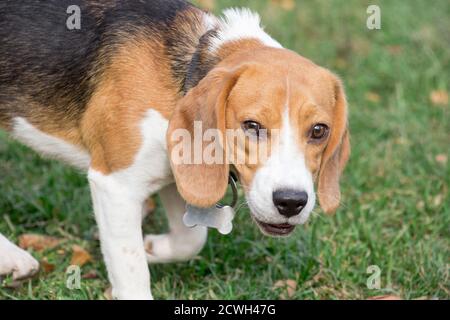 Dog teeth close-up. Beagle teeth isolated on white background. Problem ...