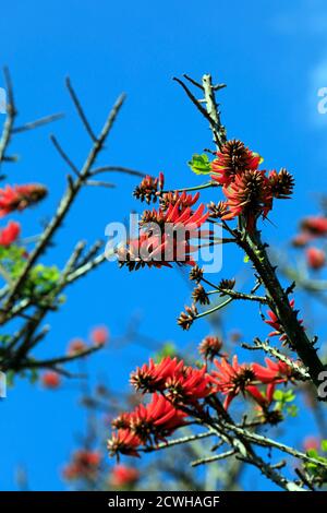African coral tree (Erythrina caffra), Park of Nations, Lisbon ...