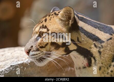 A side view of a Clouded Leopard with its mouth wide open and its fangs ...