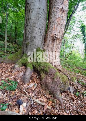 An old tree trunk merging into the background of an old stone wall ...