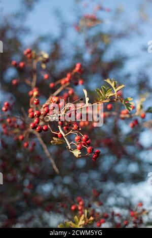 Woman Hands Picking Rose Hip Stock Photo - Alamy