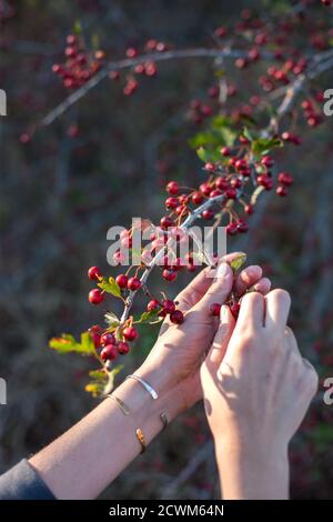 Woman Hands Picking Rose Hip Stock Photo - Alamy