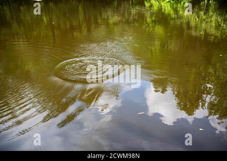 circular ripples in a pond Stock Photo - Alamy