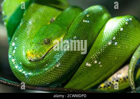 Emerald Tree Boa Constrictor Corallus caninus South America Stock Photo ...