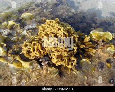 Sponge Callyspongia sp. on Malaysia seashore Stock Photo - Alamy