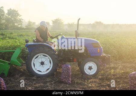 The process of digging potatoes out of the ground. Harvesting campaign ...