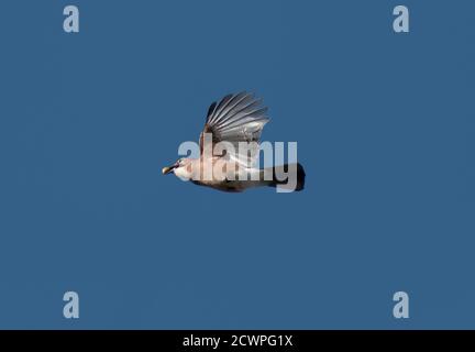 Blue Jay in flight carrying heisted peanut in Michigan, USA Stock Photo ...