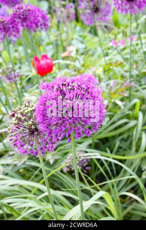 A closeup of a spherical head of an ornamental onion, Persian shallot ...