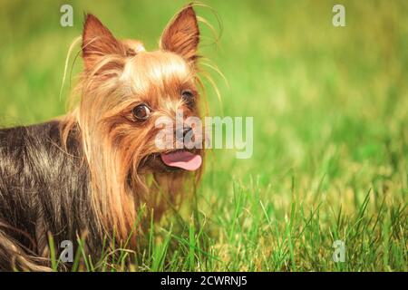 A side view picture of a cute Yorkshire Terrier puppy sitting on the ...