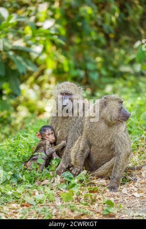 A female chacma baboon nursing her baby in Table Mountain National Park ...