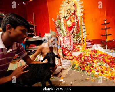 Hindu man worship a Goat for sacrifice to goddess as wishes fulfilled ...