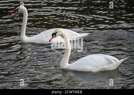 Mute Swans on Tilgate Park Lake in Crawley Stock Photo - Alamy