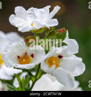 Cistus Lucitanica Decumbens Stock Photo - Alamy