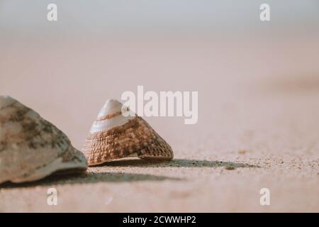 The exoskeletons of snails and clams, or their shells in common ...