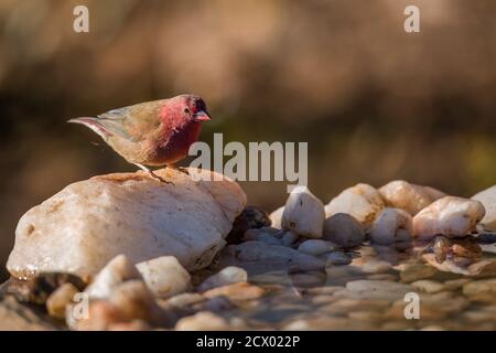 Red-billed Firefinch male standing on a rock in Kruger National park ...