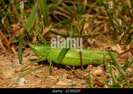 Slender Meadow Katydid (Conocephalus fasciatus Stock Photo - Alamy