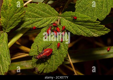 An asexually reproducing colony of red aphids that involves flightless ...
