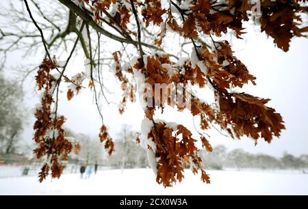 The snow falls in the Clapham Common area and the toboggans are out ...