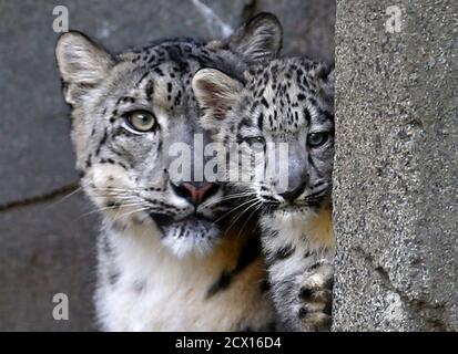 Two three-month-old snow leopard cubs Stock Photo - Alamy