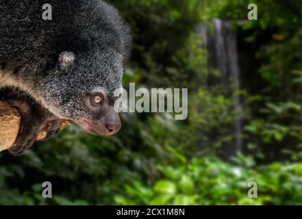 Sulawesi bear cuscus / Sulawesi bear phalanger (Ailurops ursinus ...