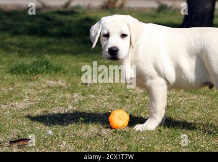 a sweet nice yellow labrador playing at the seashore in summer Stock ...